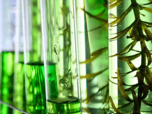 Chlorophyll-rich Foods: A Comprehensive List for a Plant-Powered Diet ...